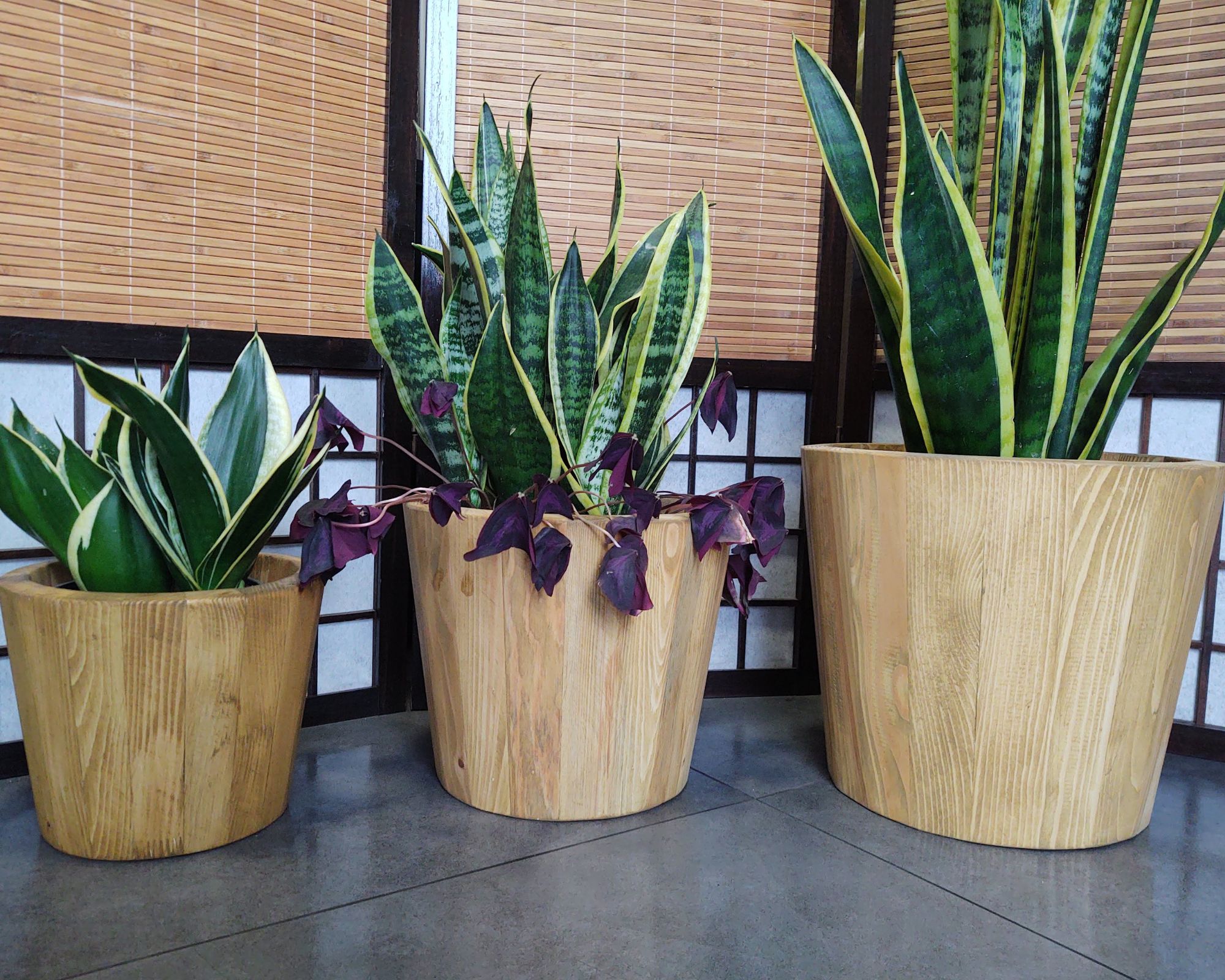 Kasia M. - StollDrew